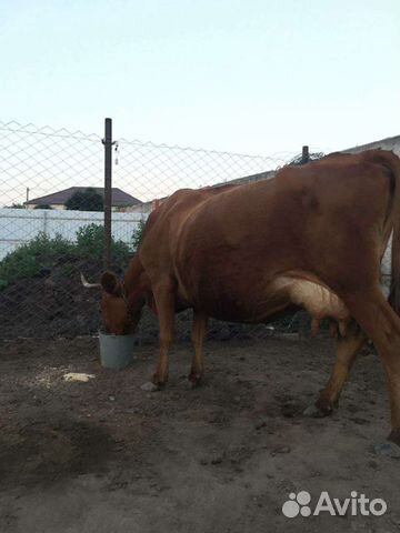 Корова дойная