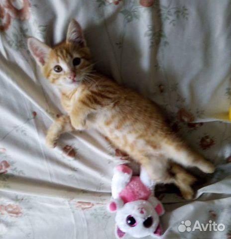 Маленький Рыжик ищет дом, привезу