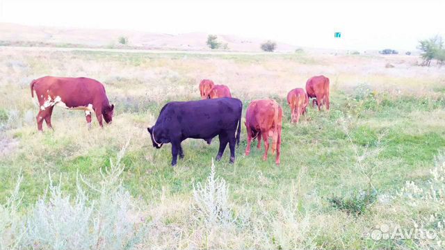 Коровы 3 телки3 бычков 2 возможно обмен на машину