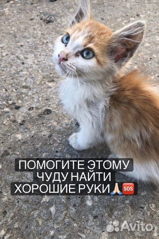 Отдам котенка в добрые руки
