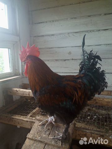 Петухи Мараны, Бресс-Гальские э