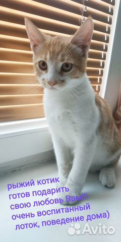 Рыжий котик