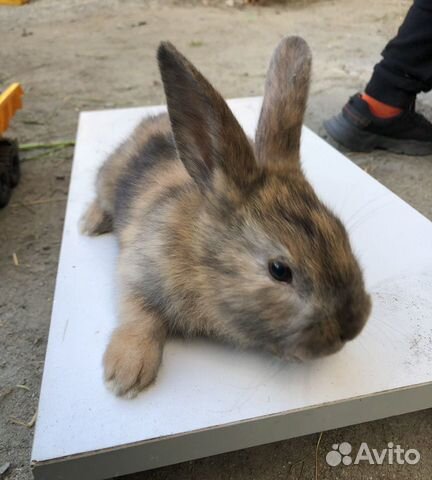 Кролики, селекция