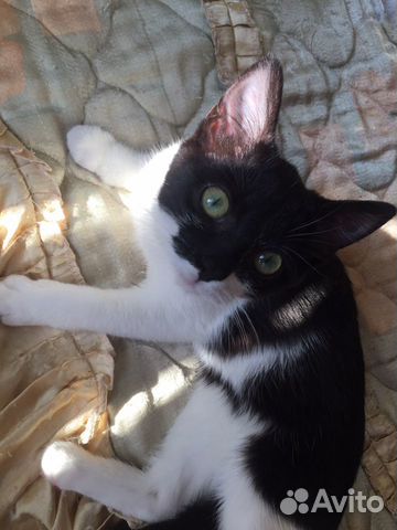 Котенок девочка