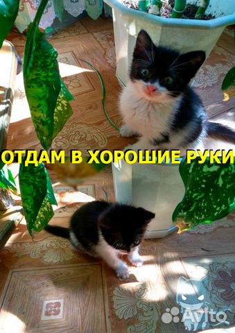 Котёнок batman/отдам В хорошие руки
