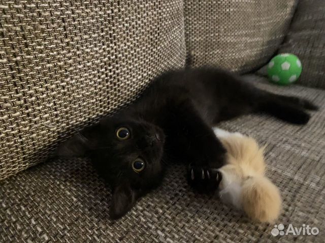 Котенок Петя