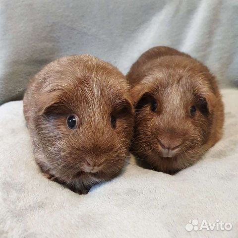 Морские свинки шоко даппл самки