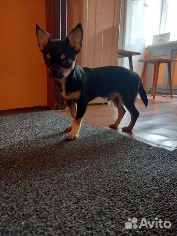 Щенок чихуахуа