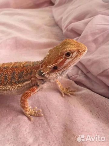 Ищу бородатую агаму для покупки