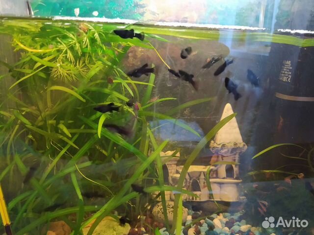 Моллинезии