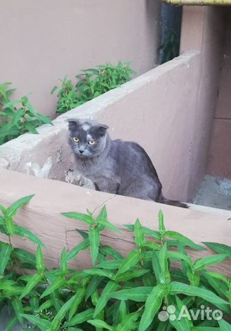 Вислоухая девочка ищет дом