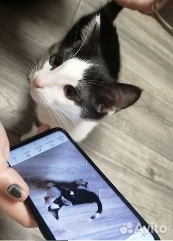 Умный котенок ищет свою семью