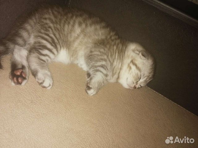 Продам котеночка