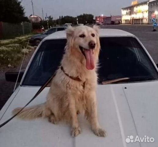 Потерялась собака