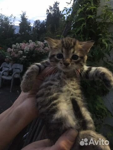 Котята девочки в количестве двух. Интересный окрас