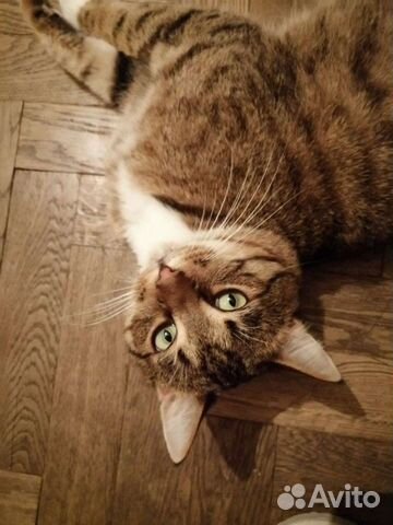 Котик Лимончик ищет дом