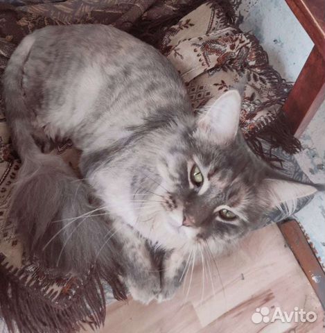 Кошка 1.5 года