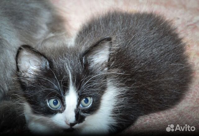 Котенок чб