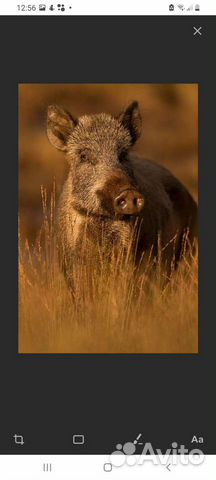 Дикий кабан