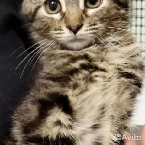 Котенок Варежка