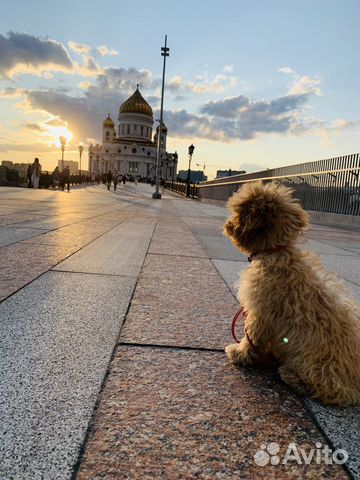 Мальтипу, девочка, 4 месяца