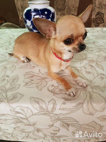 Чихуахуа продам или обмен на с.х животных