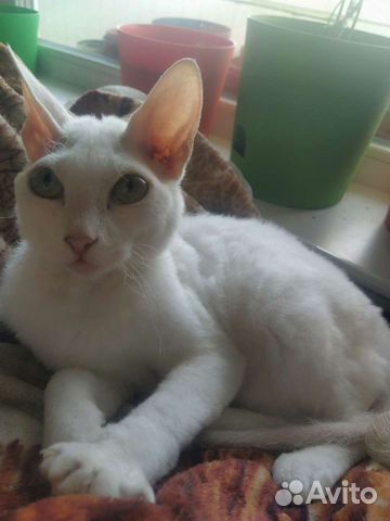 Кошечка Метис сфинкса и корниш-рекса