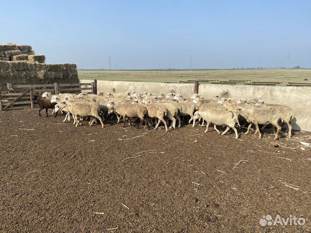 Овцы бараны