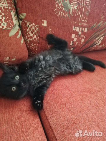 Котенок Турецкой ангоры Чëрное серебро