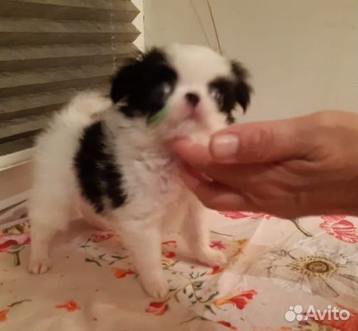 Предлагаю щенка японского хина