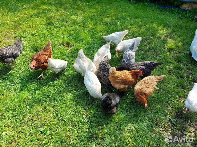 Куры молодки несушки доминант