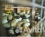 Перепела месячные