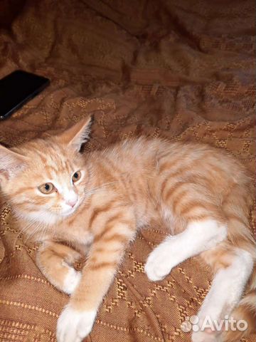 Отдам котенка в добрые руки