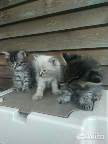 Котята в добрые руки