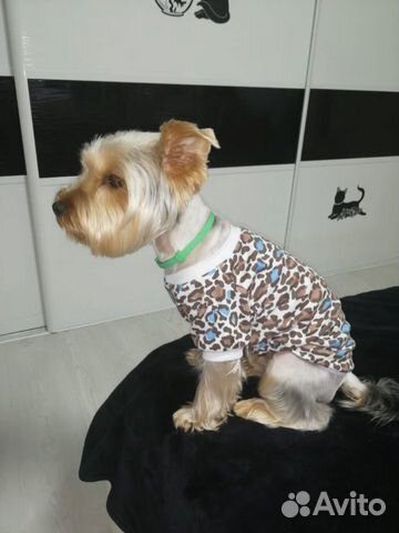 Йоркширский терьер