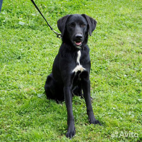 Красивая собака ищет дом, в добрые руки