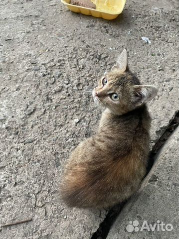 Котенок