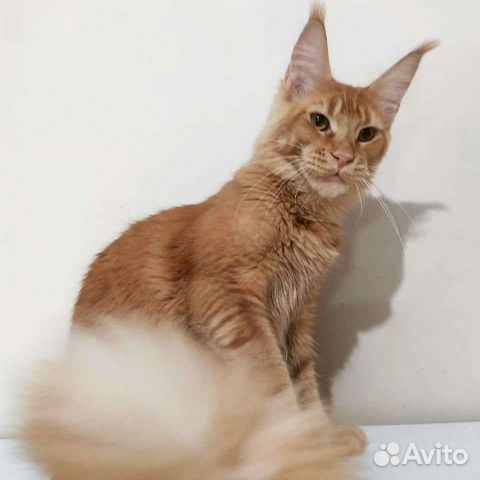 Котенок породистый