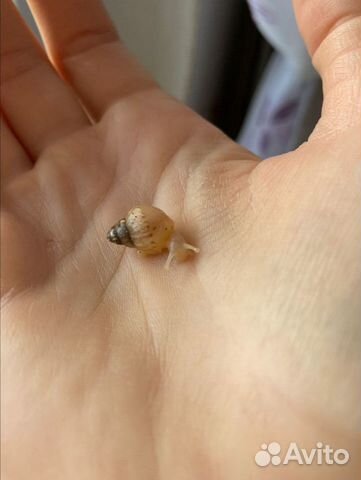 Улитята Ахатина альбино