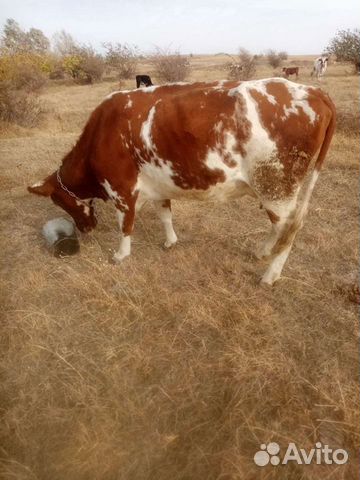 Корова и телка