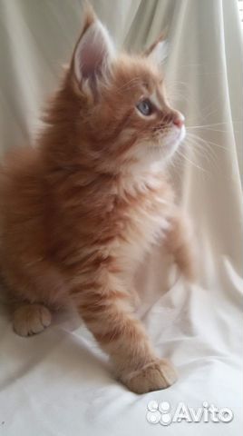 Рыжульки красотульки