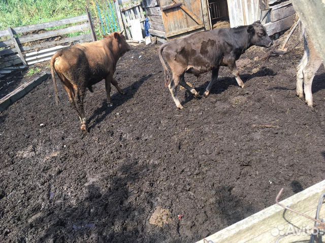 Бычки и телки