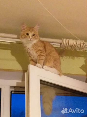 Котёнок Симба