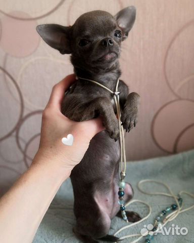 Голубая принцесса Лили, девочка чихуахуа мини