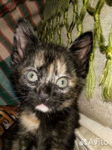 Черепаховая девочка котенок