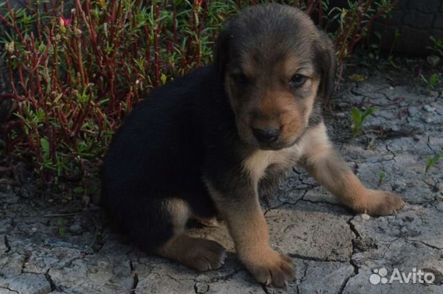 Щенки- породы русская гончая