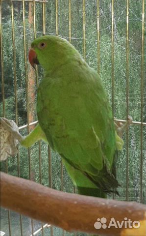 Ожереловый попугай