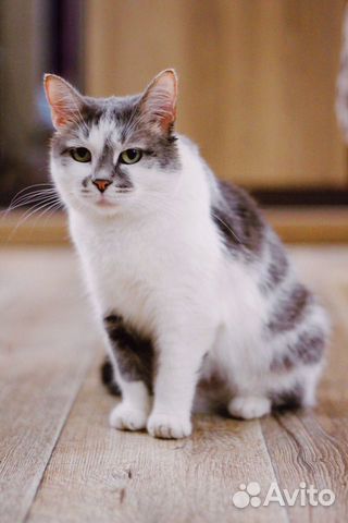 Киска Булочка