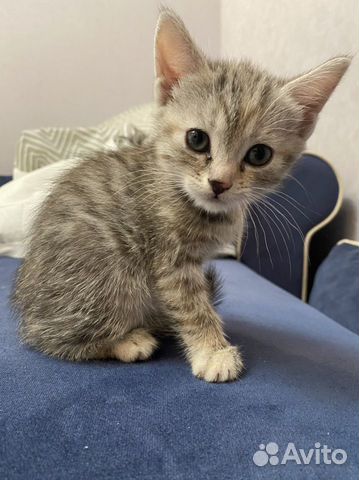 Котята бесплатно