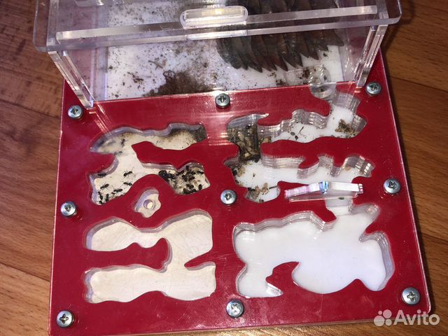 Муравьи лазиус нигер в формикарие